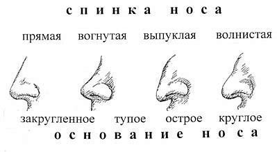 Анатомия носа - Блог проекта OMORFIA