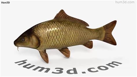 Carp 3D model by 3DModels.org - YouTube