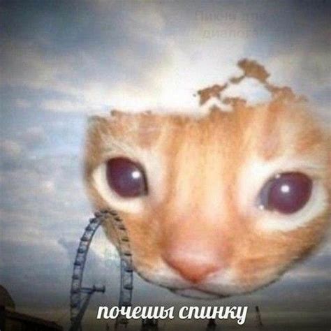 кот почеши спинку | Hello memes, Cat memes, Cats