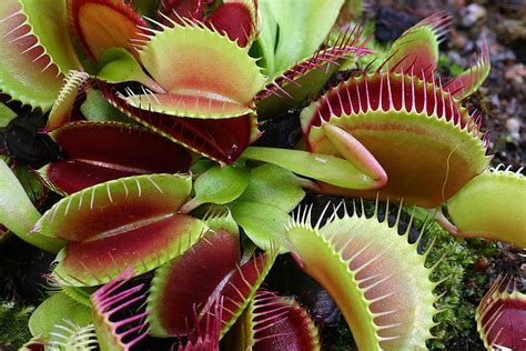 Venus fly trap – Botanics Stories