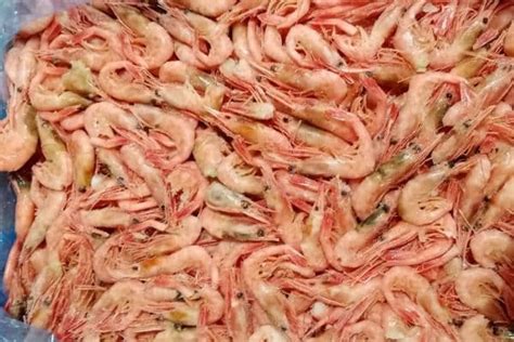 Креветка северная, 200/250, 5кг купить в Москве с доставкой на дом от ...