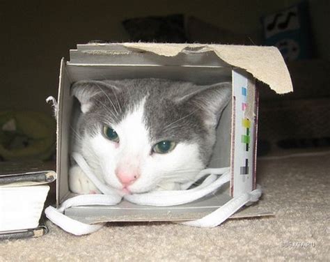 Любимые места кошек