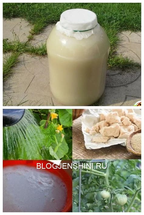 Дрожжи – отличное удобрение для растений! | Recipes, Tips