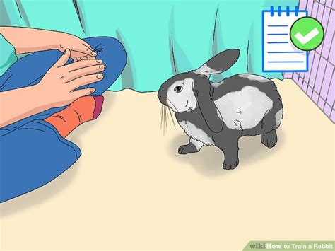 4 Ways to Train a Rabbit - wikiHow