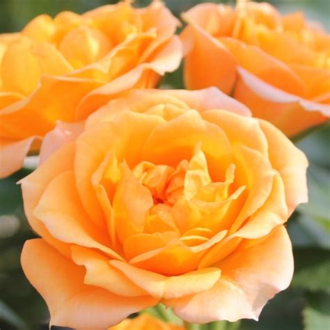Роза миниатюрная Клементин купить, отзывы, фото, доставка - sp-garden ...