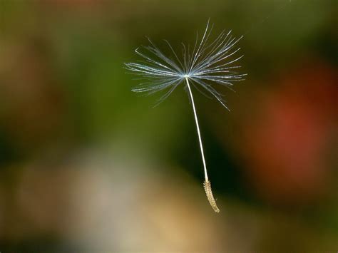 Семянка (Множество фотографий) - treepics.ru