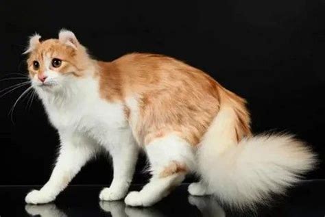 Gorgeous Cat Pose on Black Table