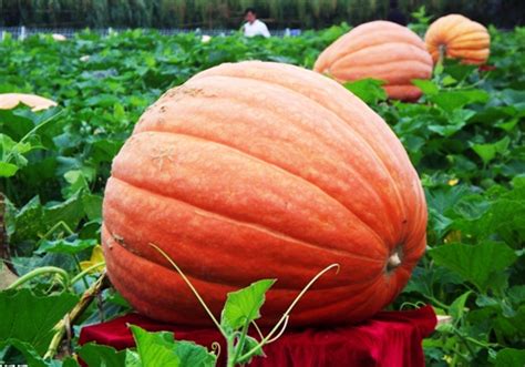 Купить 5 пакеты 25 семян тыквы семя гигантские тыквы cucurbita ...