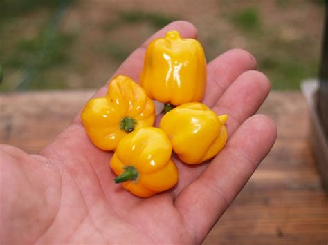 Хабанеро Желтый (Habanero Yellow)