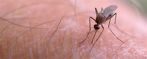 lifespan of a mosquito wiki - Dalila Taggart