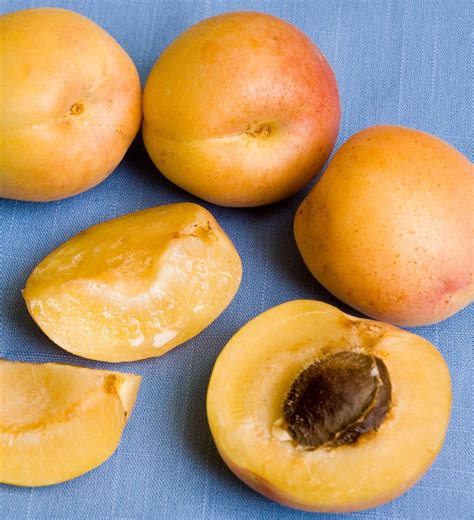 Apriums – Flower of the Gods