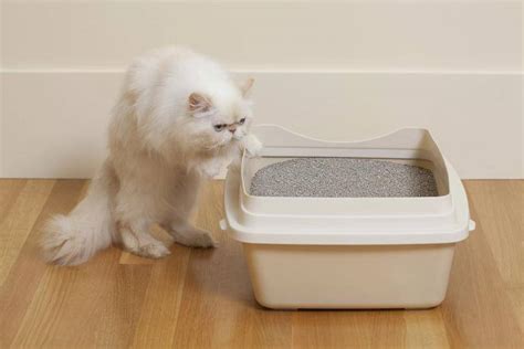 Kedi Kumu Nasıl Kullanılır? • Serap Pet Shop Ayvalık