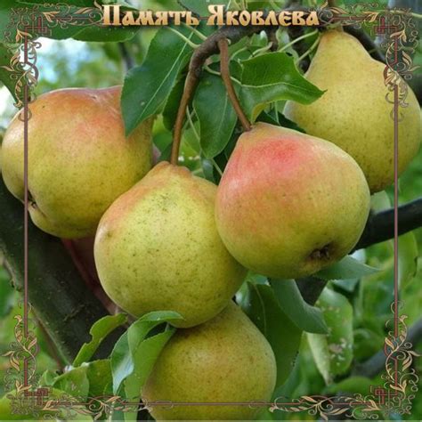 Груша Память Яковлева — Сад Мордовии