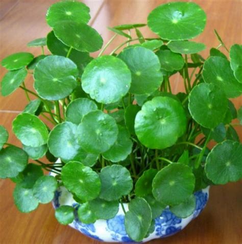 Щитолистник, Готу Кола, Денежник (Hydrocotyle asiatica)