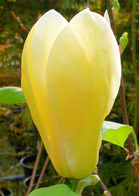 Magnolia 'Yellow Lantern' - Tuia.ro