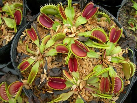 Dionaea "Giant" photos