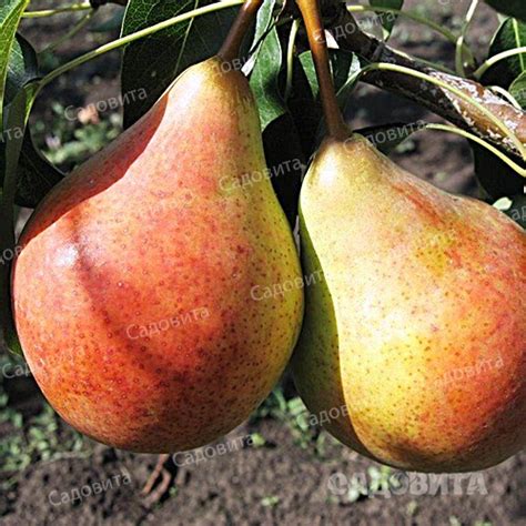Груша Памяти Яковлева: купить недорого в Новосибирске | Сибирь Сад