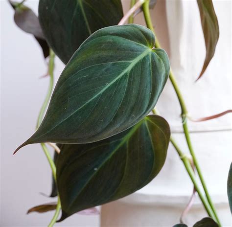 Philodendron Micans | Urban Jungle