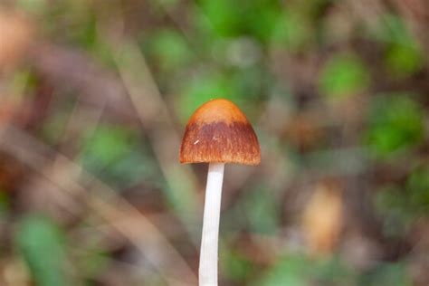 Venenoso 이미지 – 찾아보기 1,601 스톡 사진, 벡터 및 비디오 | Adobe Stock