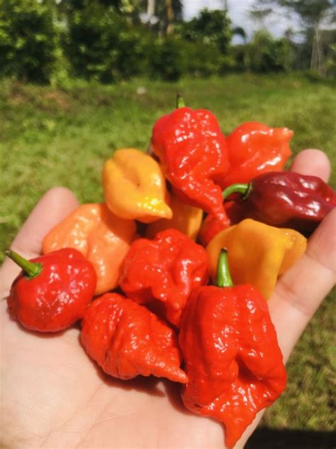 Red Carolina Reaper | Lazada PH