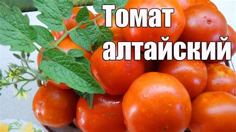 СОРТ ТОМАТОВ АЛТАЙСКИЙ-томаты описание - YouTube