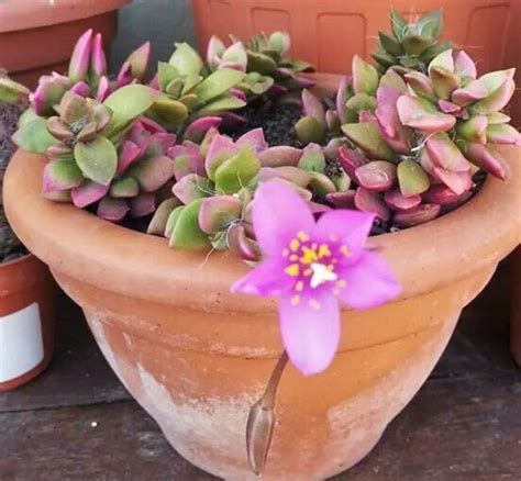 Anacampseros rufescens variegata – PlantaBox