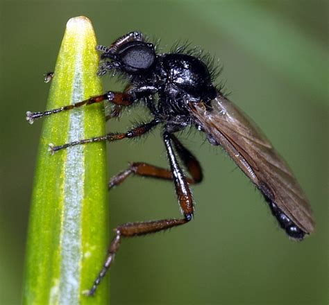Diptera.info - Photo Albums: Bibio johannis (male) (4)
