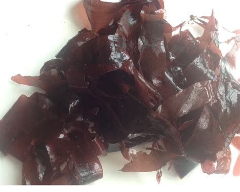 Dulse – Forestia
