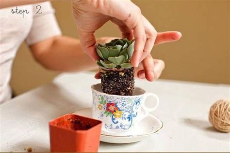 Сад в чашке — Сделай сам, идеи для творчества - DIY Ideas