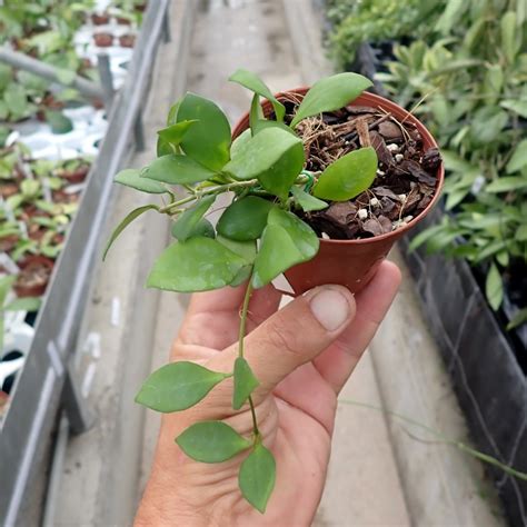 Hoya heuschkeliana cv. Pink Flower - Uhlig Kakteen - Più di 5.000 ...