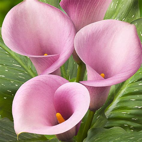Calla Captain Violetta for Sale online in EU directly from Holland