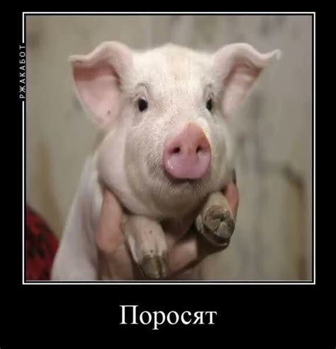 #музыка #мем #легенда #птички #бравлстарс #роблокс #качество # ...