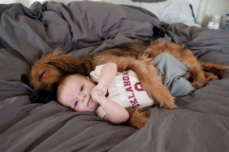 How To Introduce Your Dog To Your New Baby | Bark ATL