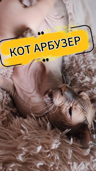КОТ АРБУЗЕР 🙀🍉 - YouTube