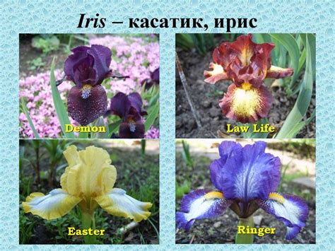 Класс Однодольные - online presentation