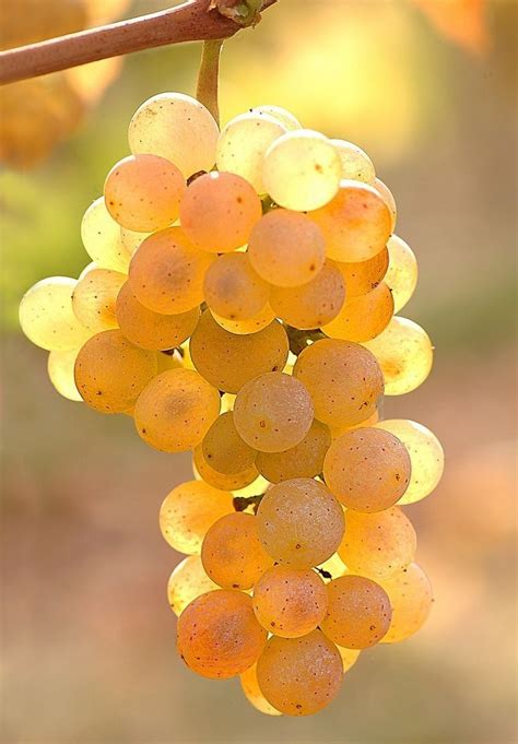Pin by Trudy ♔ on Californian Wineries | Fruit photography, Fruit ...