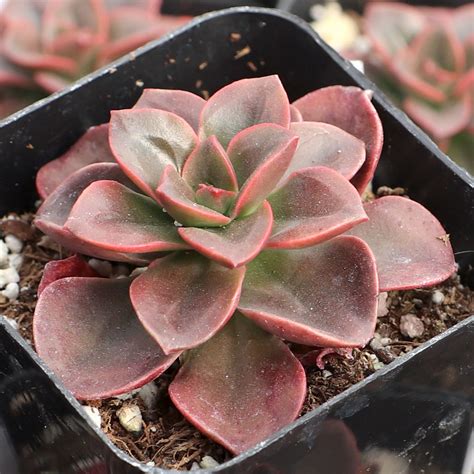 Echeveria 'Melaco' | Mountain Crest Gardens™