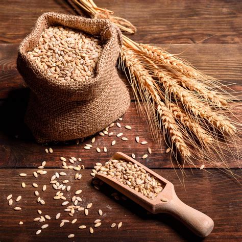 Storia del grano Creso in Italia - Veggie Channel