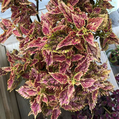Plectranthus scutellarioides 'Pinata', Coleus 'Pinata' in GardenTags ...