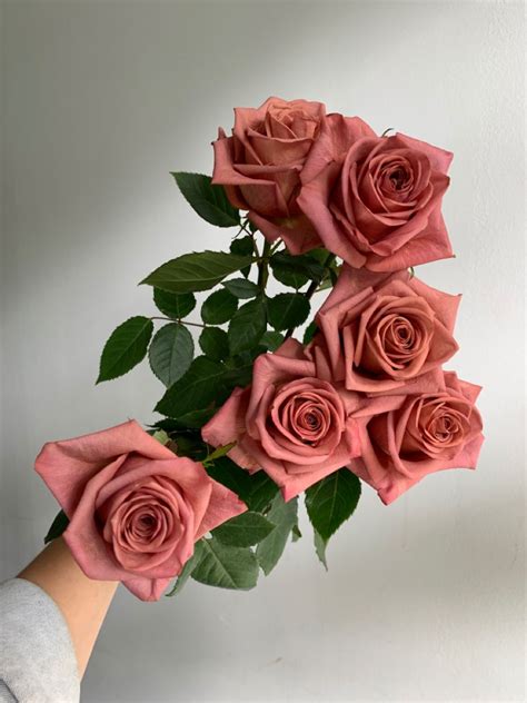 “Barista” Roses | Rose, Rose varieties, Flowers photography