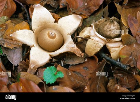 Collared earthstar (Geastrum triplex), Europe Stock Photo - Alamy
