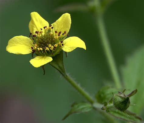 Geum urbanum - Изображение особи - Плантариум