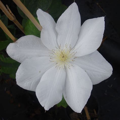 Waldrebe 'Madame le Coultre' - Clematis