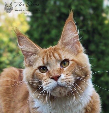 Maine Coon Fan