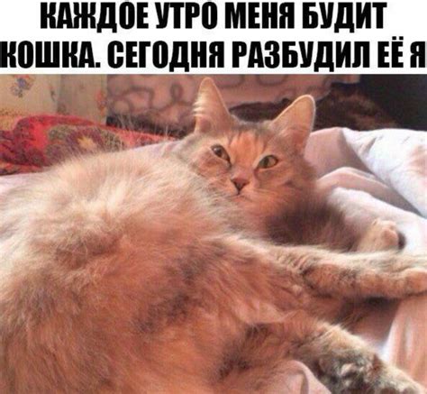 Pin by Olka Sazhina on Фабрика настроения. | Silly cats, Funny travel ...