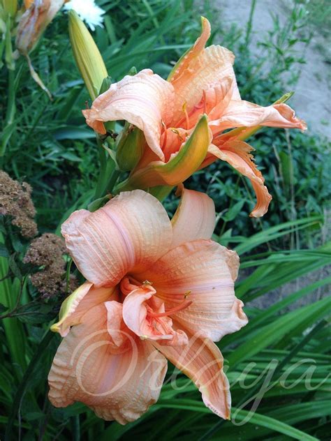 Liliowiec ogrodowy 'Double Dream’ - 8048264766 - oficjalne archiwum Allegro