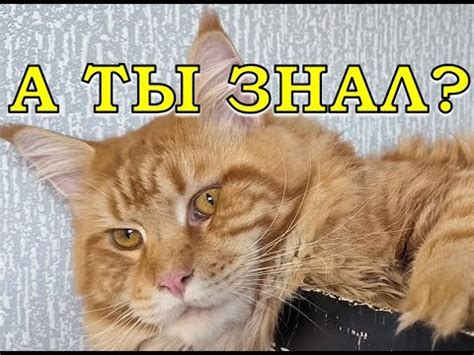 КОШАЧЬЕ имущество или личные вещи моих ХВОСТАТЫХ 🙀🐈😺 - YouTube