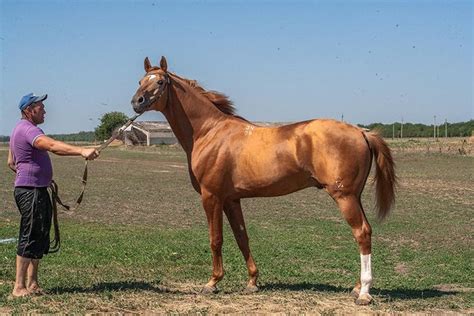 Золото донских степей. | Prokoni.ru | Horses, Horse breeds, Akhal teke ...