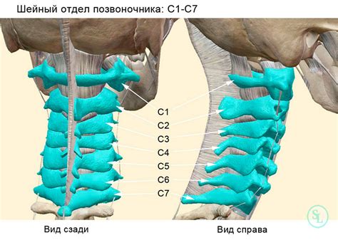 Грыжа шейного отдела позвоночника, виды, лечение, операция, стоимость