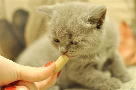 Котёнок грызет сушку | Пикабу
